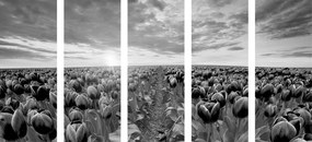5-dílný obraz východ slunce nad loukou s tulipány v černobílém provedení - 200x100 cm