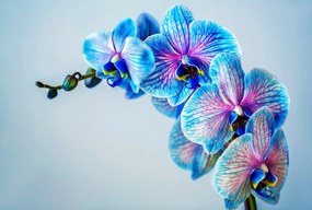 Fototapeta Barevná Orchideje Vliesová tapeta 254x184