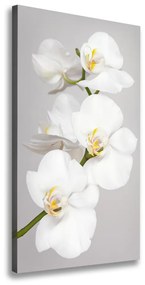 Wallmuralia Vertikální Foto obraz na plátně Bílá orchidej 50x100