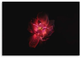 Gario Obraz na plátně Noční květina Rozměry: 60 x 40 cm