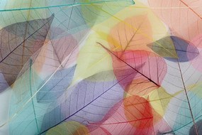 Tapeta žilky na barevných listech - 375x250 cm