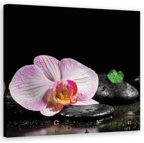Obraz na plátně, Kvetoucí orchidej zen - 50x50 cm