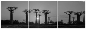 Obraz na plátně - Baobaby při západu slunce - panoráma. 505ČB (90x30 cm)