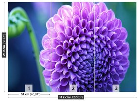 Fototapeta fialová dahlia 104x70