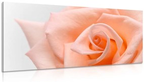 Obraz broskvová růže - 100x50 cm