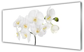 Plexisklo-obraz Bílá Orchidej Květiny 125x50 cm