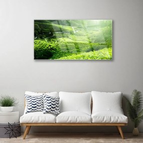 Obraz na skle Louka Příroda 125x50 cm