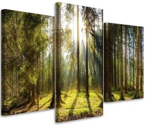 Gario Obraz na plátně Slunečný den v lese - 3 dílný Rozměry: 60 x 40 cm