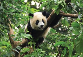 Fototapeta - Panda na stromě (152,5x104 cm)