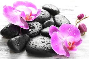 Obraz krásná souhra kamenů a orchideje