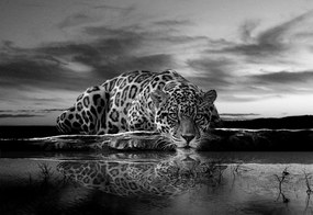 Postershop Fototapeta: Jaguar (černobílý) - 254x368 cm