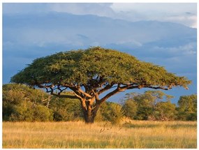 Fototapeta - African acacia tree, Hwange National Park, Zimbabwe