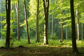 DIMEX | Samolepicí vliesová fototapeta na zeď Ranní procházka lesem MA-5-1849 | 375 x 250 cm | zelená, hnědá