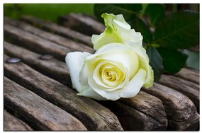 Obraz na plátně - Bílá růže na lavici 1224A (120x80 cm)