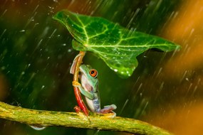 Fotografie Ohh Noo :( It's Raining, Kutub Uddin, (40 x 26.7 cm)