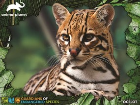 PRIME 3D PUZZLE - GES Ocelot 100 dílků