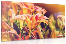 Obraz krásné kvetoucí květiny v zahradě - 90x60 cm