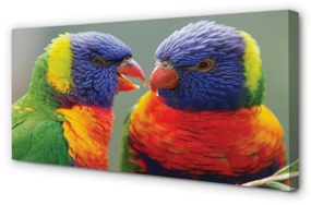 Obrazy na plátně barevný papoušek 100x50 cm