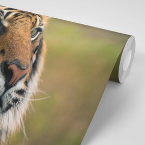 Samolepící fototapeta bengálský tygr