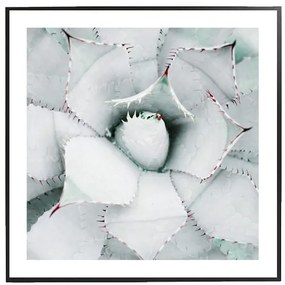 White Agave - 50x50 cm Obraz