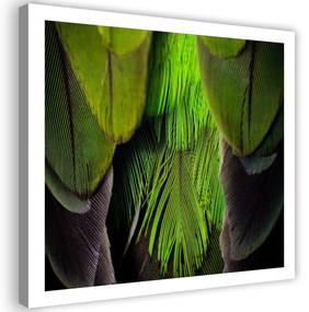 Obraz na plátně, Pírko ptáka zelené - 30x30 cm