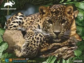 PRIME 3D Puzzle Ohrožené druhy: Jaguár / 3D efekt / 100 dílků