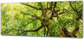 Skleněný obraz 112x45 tvrzená grafika příroda