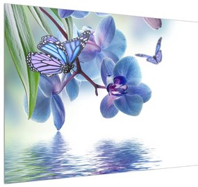 Obraz motýla na květech orchideje (100x70 cm)