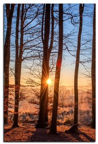 Obraz na plátně - Podzimní ráno v lese - obdélník 7251A (120x80 cm)