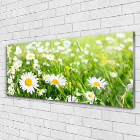 akrylový obraz Sedmikráska Květ Rostlina 125x50 cm