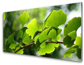Plexisklo-obraz Větve Listy Příroda Strom 140x70 cm