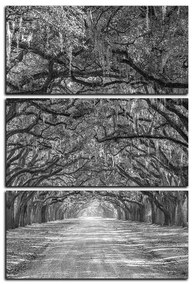 Obraz na plátně - Historické dubové stromy lemované polní cestou - obdélník 7239QB (120x80 cm)
