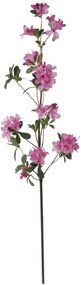 Azalka japonská (Azalea japonica), 105 cm