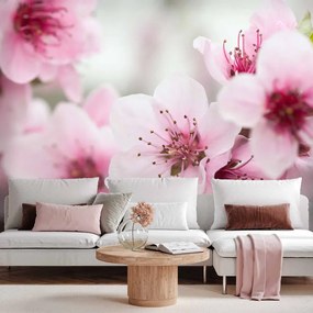 Fototapeta Růžové květy třešně - japonský rostlinný motiv