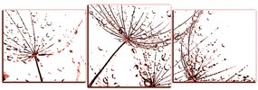 Obraz na plátně - Pampelišková semínka s kapkami vody - panoráma 5202KD (120x40 cm)