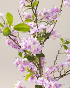 Sakura v květináči 130 cm