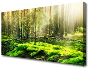Obraz na plátně Mech Les Příroda 140x70 cm