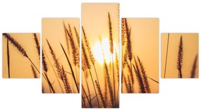 Obraz - Traviny ve slunci (125x70 cm)