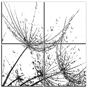 Obraz na plátně - Pampelišková semínka s kapkami vody - čtverec 3202QE (60x60 cm)