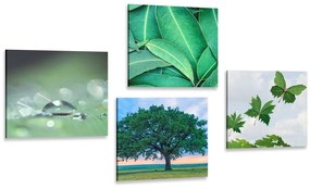 Set obrazů příroda plná zeleně - 4x 60x60 cm