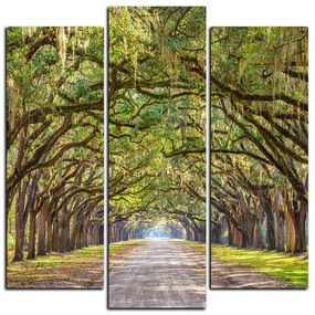 Obraz na plátně - Historické dubové stromy lemované polní cestou - čtverec 3239C (75x75 cm)