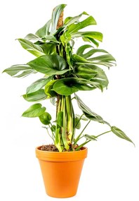 Monstera deliciosa s kokosovou vzpěrou, průměr 19 cm Monstera skvostná