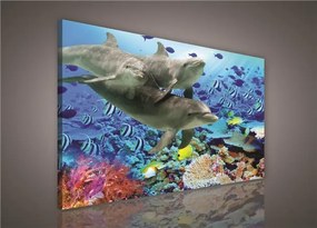 Obraz na plátně delfíni 75 x 100 cm