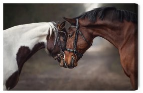 Obraz Krásné Koně V Lese Nedostatek Nedostatek Přírodní plátno 30x20