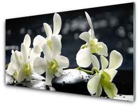 Plexisklo-obraz Květ Kameny Rostlina 140x70 cm