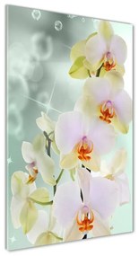 Wallmuralia Vertikální Foto-obrah sklo tvrzené Orchidej 50x100