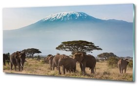 Wallmuralia Foto obraz skleněný horizontální Sloni Kilimandžaro 100x50