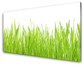Plexisklo-obraz Tráva Příroda Rostlina 100x50 cm