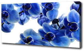 Wallmuralia Foto obraz na plátně do obýváku Modrná orchidej 100x50