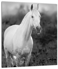 Obraz bílého koně na louce, černobílá (30x30 cm)